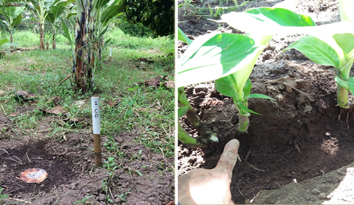 New Banana Propagation Techniques Welcomed by Farmers