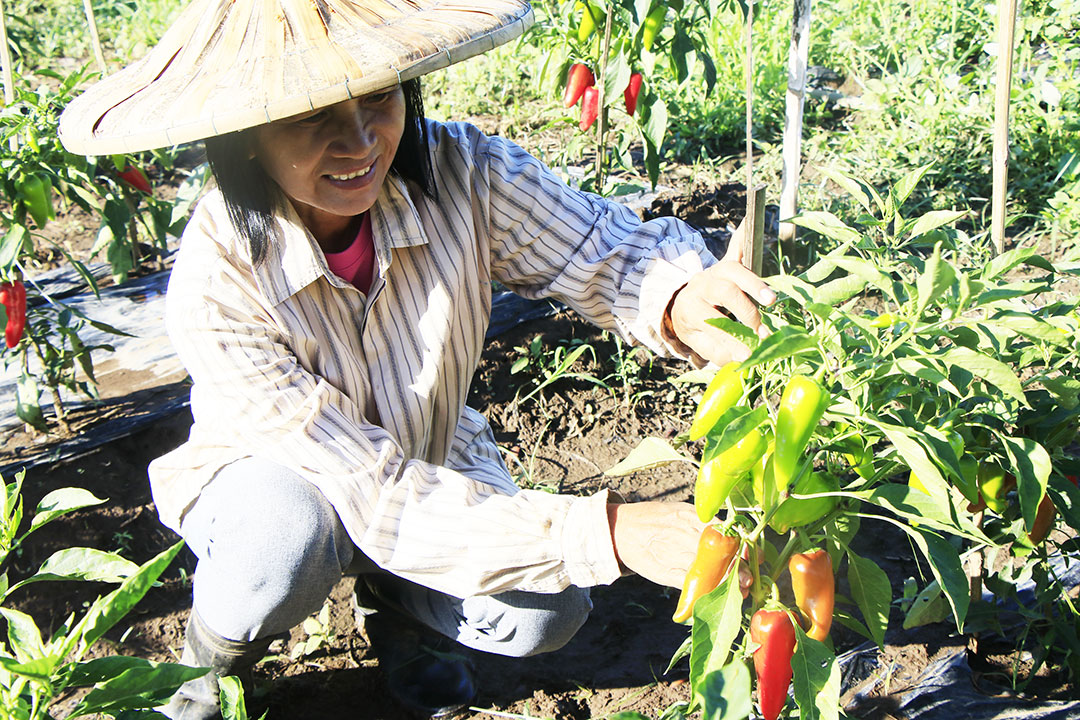 University of Southern Mindanao Agricultural Research and Development ...